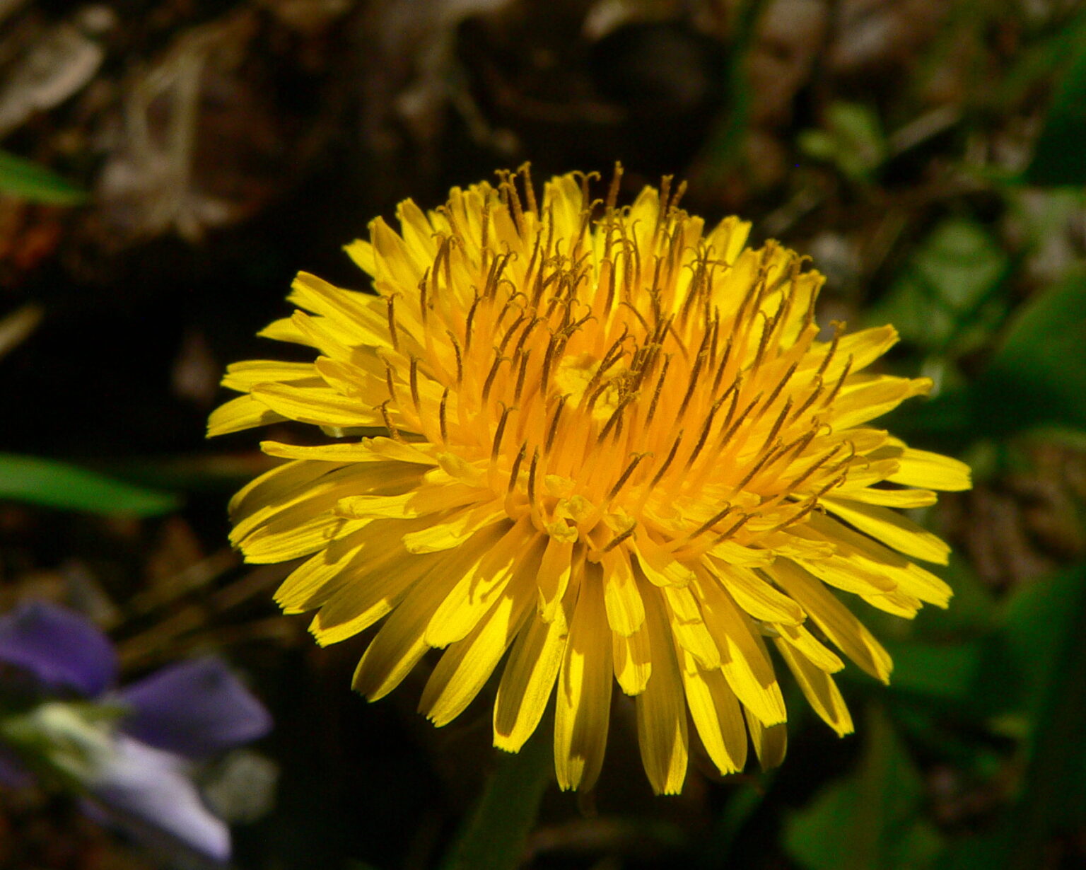 Dandelion - Herbs for Africa